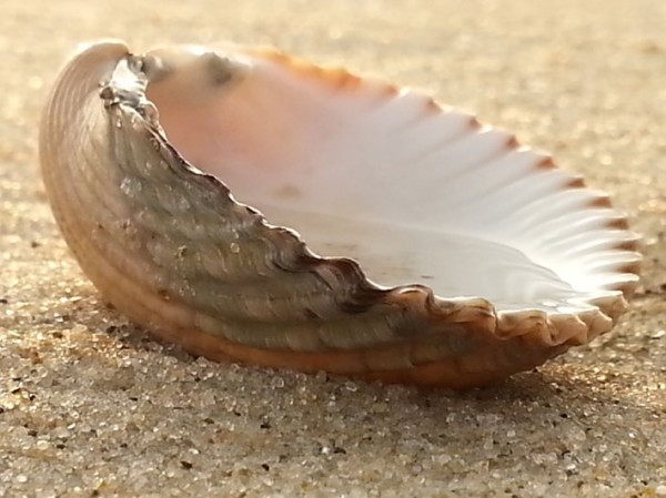 erlebe-norderney-muschel-03 – Erlebe Norderney