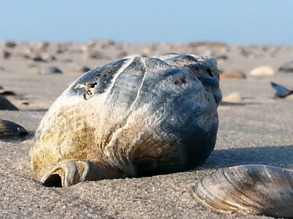 erlebe-norderney-muschel-04 – Erlebe Norderney