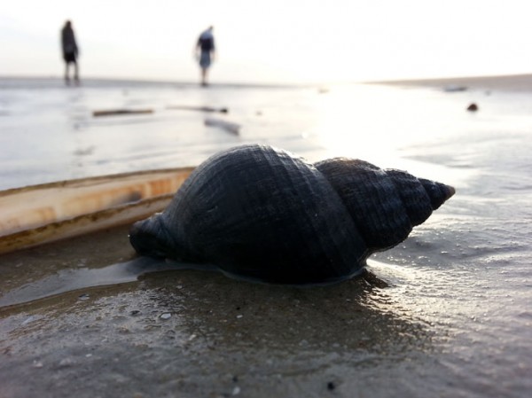 erlebe-norderney-muschel-07 – Erlebe Norderney