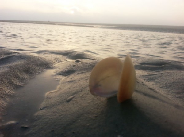 erlebe-norderney-muschel-12 – Erlebe Norderney