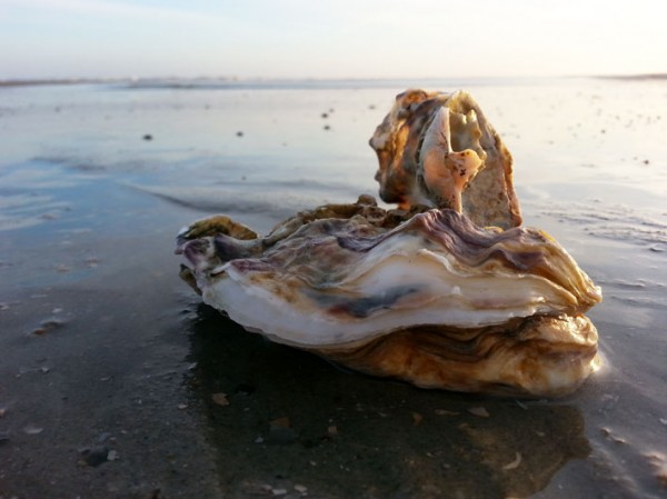 erlebe-norderney-muschel-13 – Erlebe Norderney