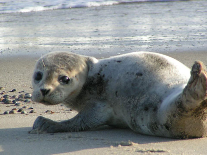 Robben & Seehunde | Erlebe Norderney